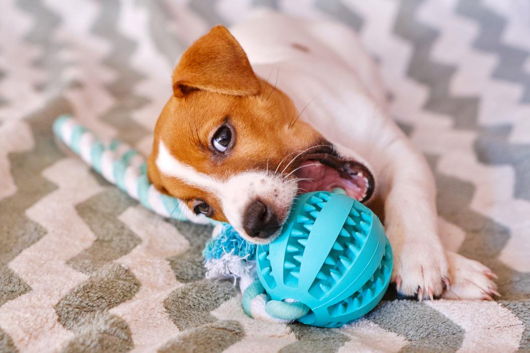 Puppy teething: A survival guide & chart | ManyPets