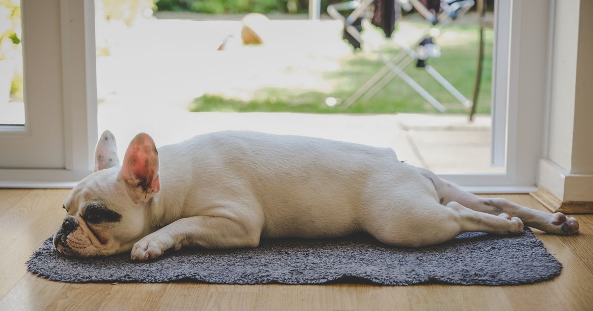 Can dogs have autism - and is it the same as in humans? | ManyPets