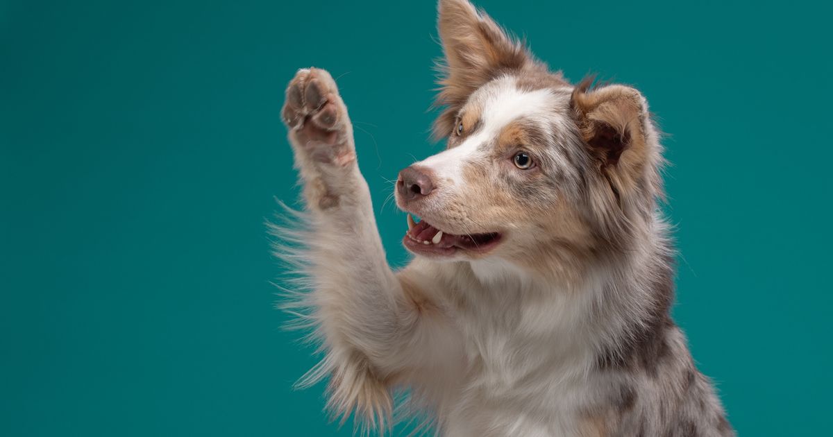 Maintaining healthy paws: how to get clean dog paws | ManyPets