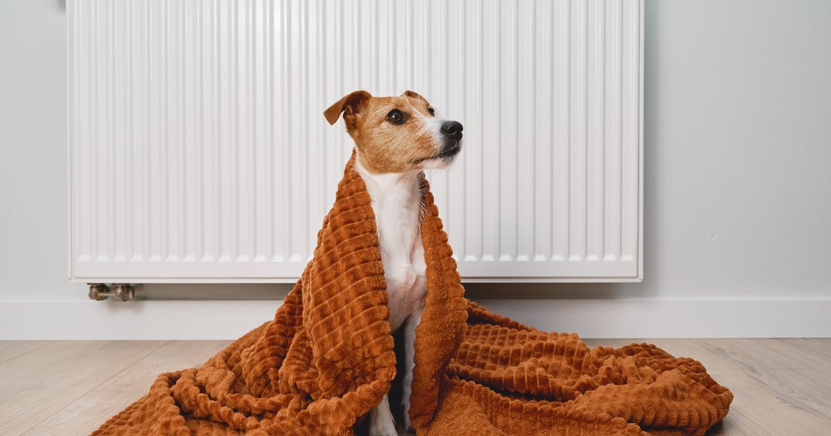 How to keep dog warm at night | ManyPets