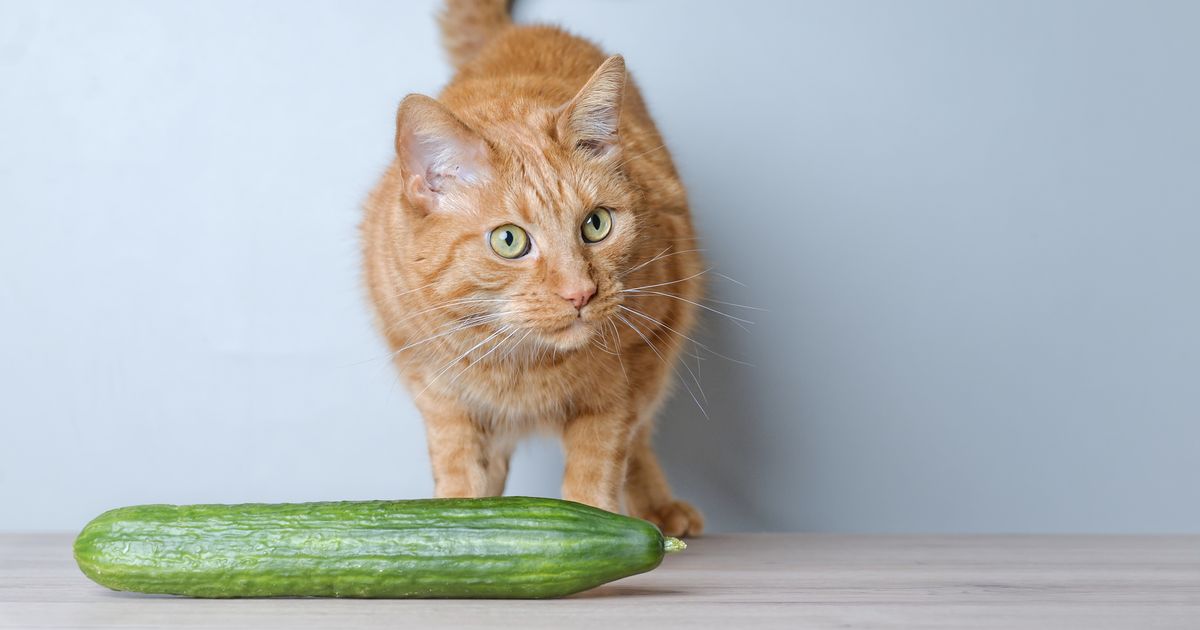 Why are cats scared of cucumbers? | ManyPets