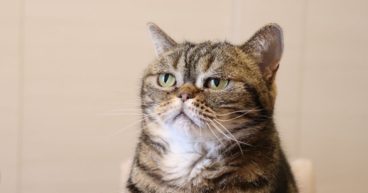 Coughing in cats | ManyPets