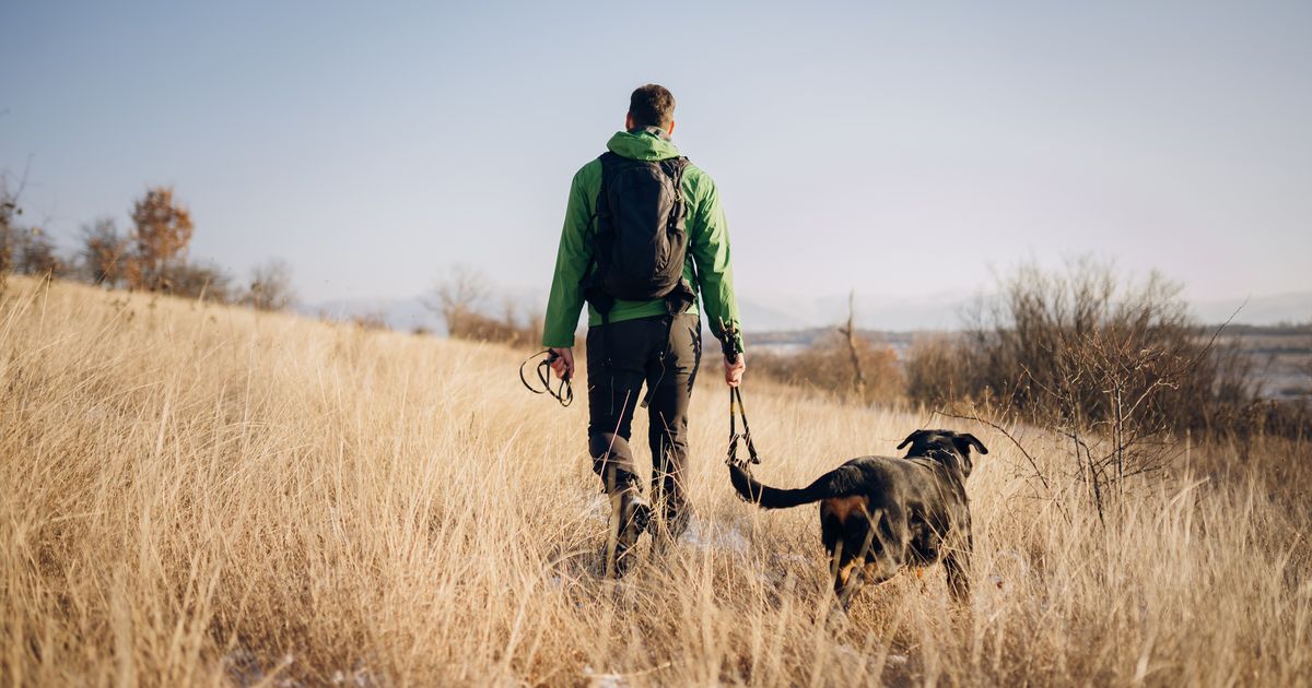 UK dog walking laws: how to avoid unlimited fines near livestock this ...