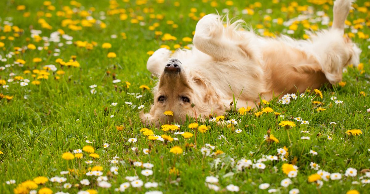 How long should dogs be outside in hot weather? | ManyPets