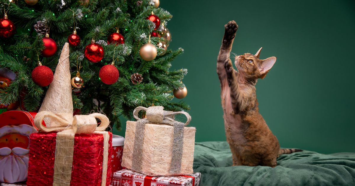 The introvert pet parent’s guide to Christmas with your tailmate | ManyPets