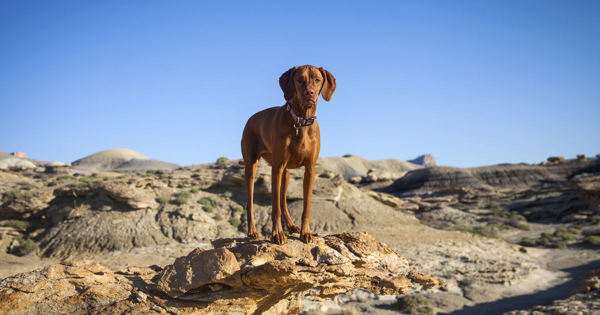 12 dog breeds that thrive in hot climates | ManyPets