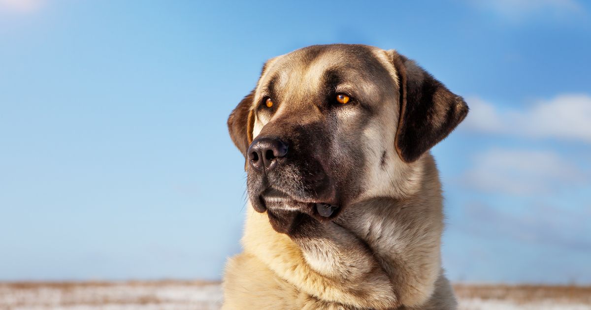 What is the strongest dog breed? Top 10 contenders | ManyPets