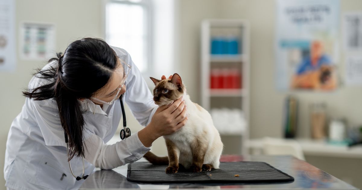 The importance of routine vet care for cats | ManyPets