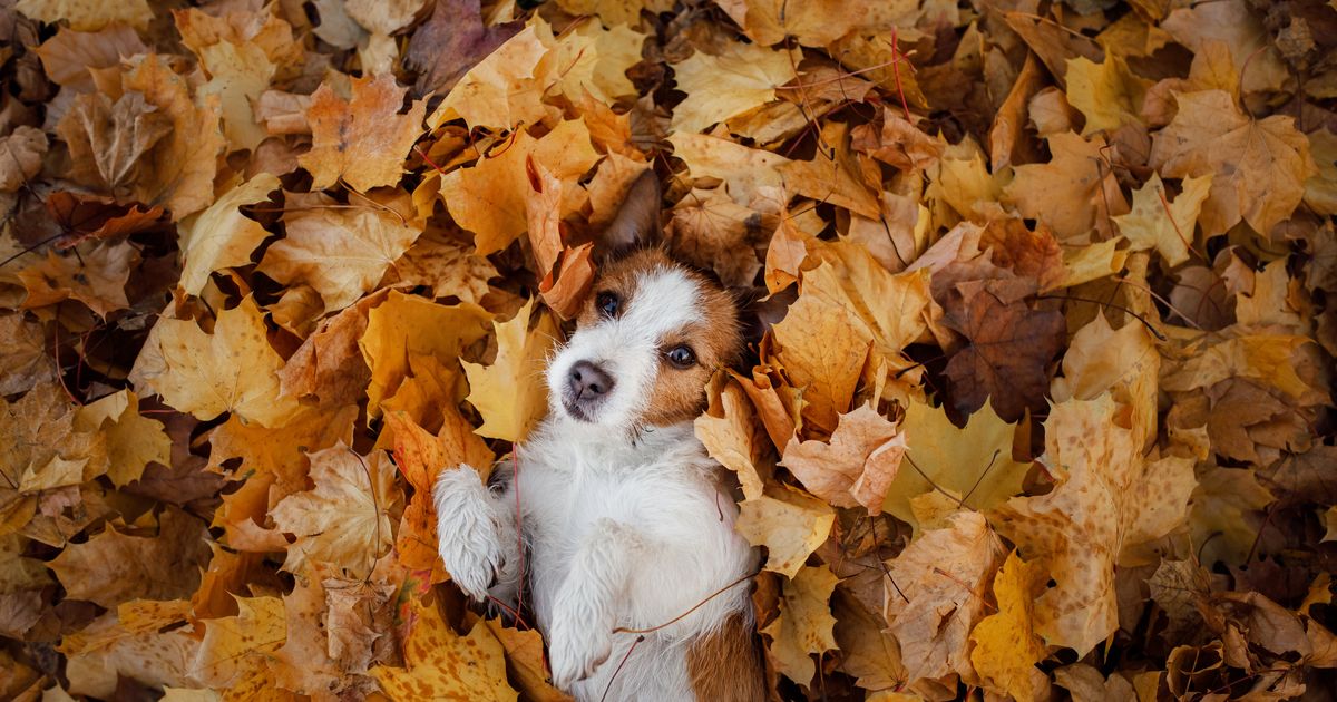 Our best autumn-inspired dog names | ManyPets
