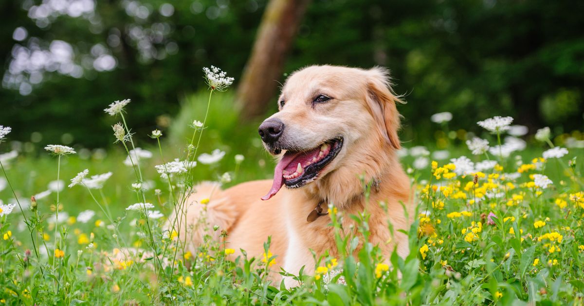 Why does my dog kick grass after pooping? | ManyPets