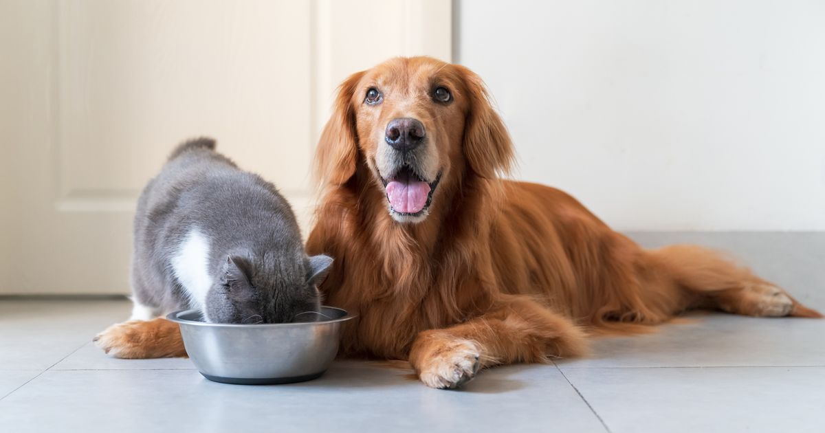 Pet food trends 2026: how your pet's diet could change this year | ManyPets