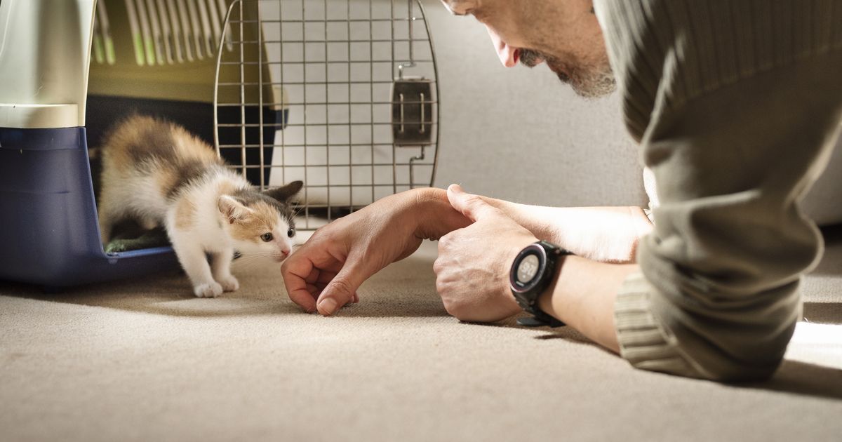 Why Is My Kitten Crying Manypets