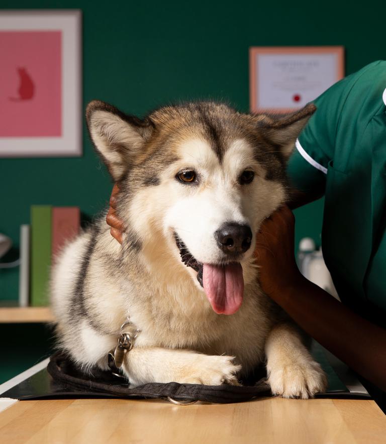 Pet insurance for pre-existing conditions | ManyPets