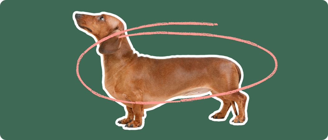 Common health problems with Dachshunds | ManyPets