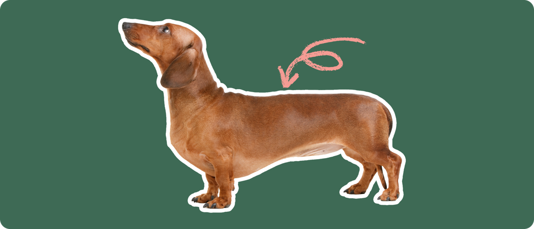Common health problems with Dachshunds | ManyPets