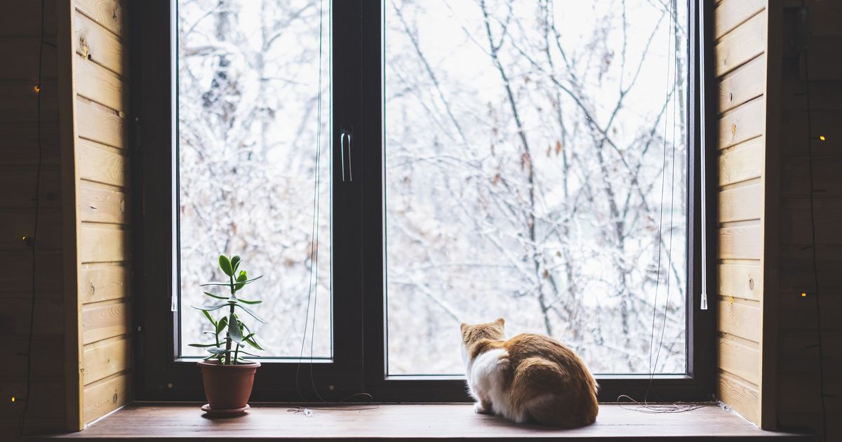 The best cat breeds for cold climates | ManyPets