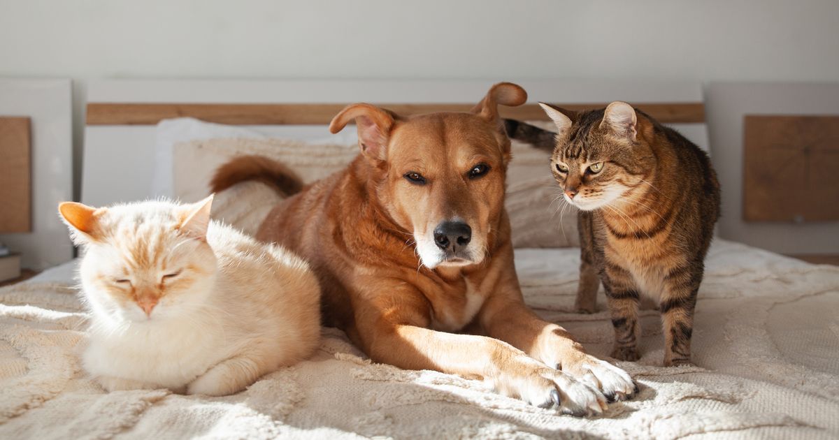 10 dog breeds that get along with cats | ManyPets