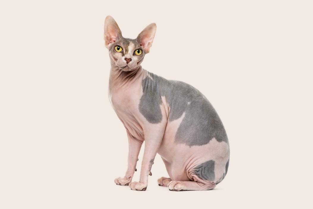 Cat coat patterns: a furr-tastic guide | ManyPets