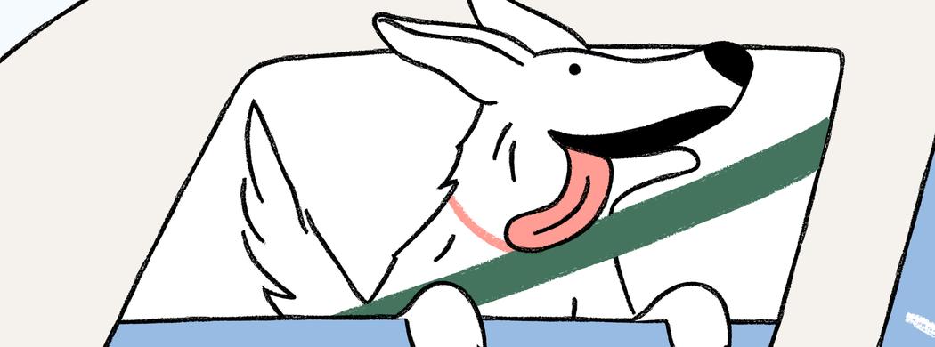 Driving with your dog? Here are 7 tips to do it safely | ManyPets