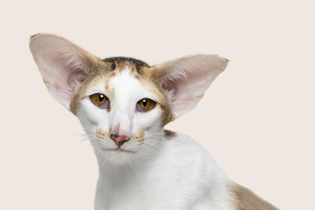 Hypoallergenic cat breeds (and managing allergies) | ManyPets