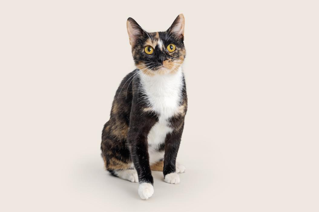 Cat coat patterns: a furr-tastic guide | ManyPets