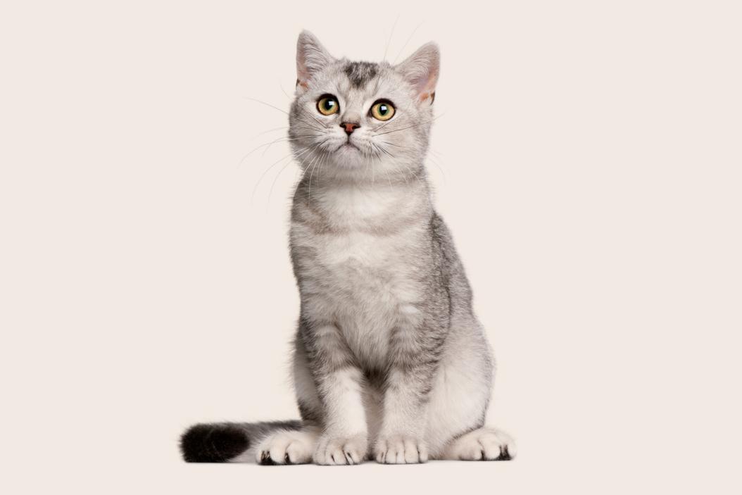 Cat coat patterns: a furr-tastic guide | ManyPets