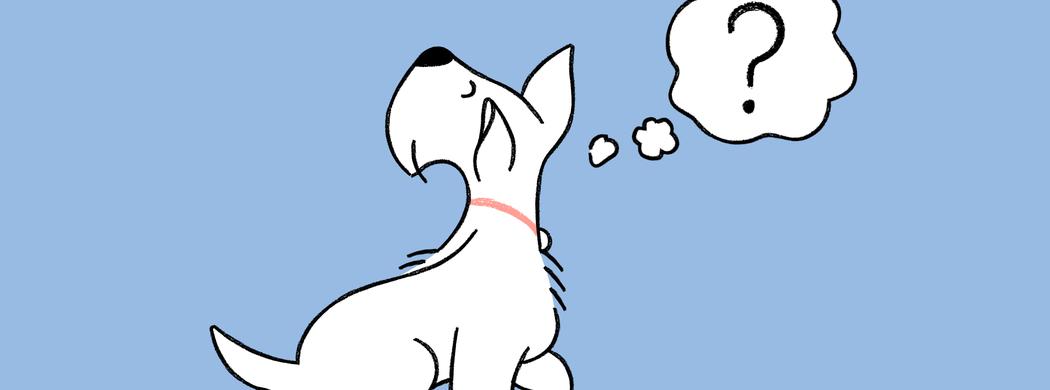 Dementia in dogs: what does it look like? | ManyPets