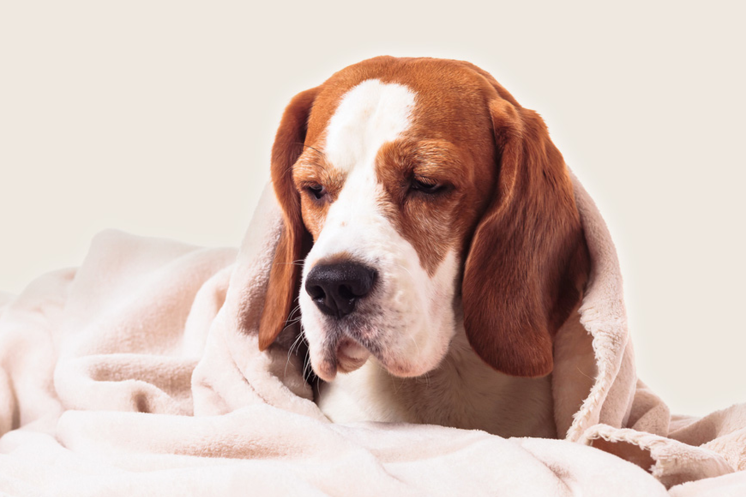 Symptoms Of Addison's Disease In Dogs