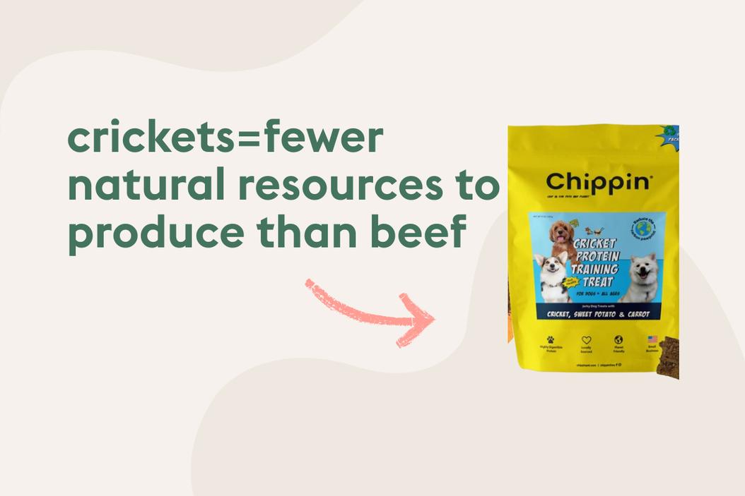 Top-rated eco-friendly dog products | ManyPets