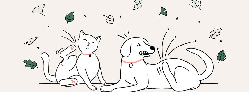 Hives on dogs: symptoms, diagnosis and treatment | ManyPets