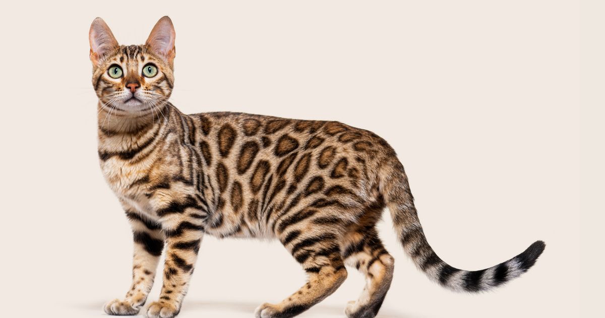 Hypoallergenic cat breeds (and managing allergies) | ManyPets