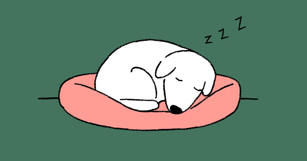 The end of Daylight Savings: how does it impact your dog? | ManyPets