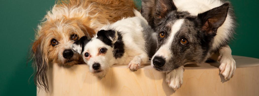 Do Dogs Need Annual Parvo Shots