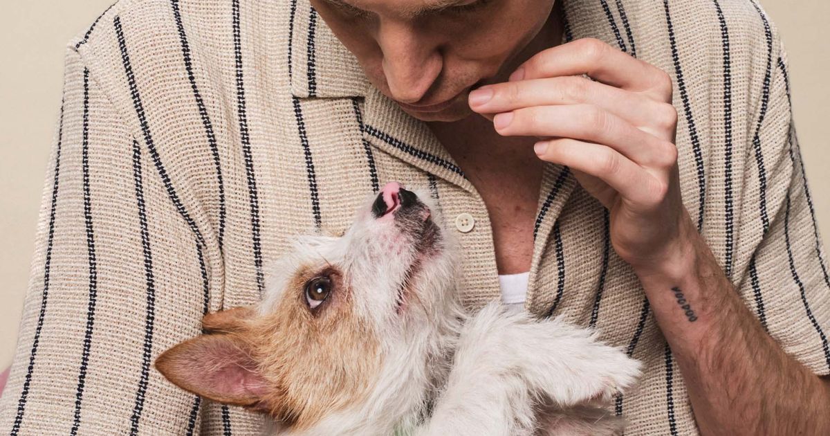 Basic dog training you can do at home | ManyPets