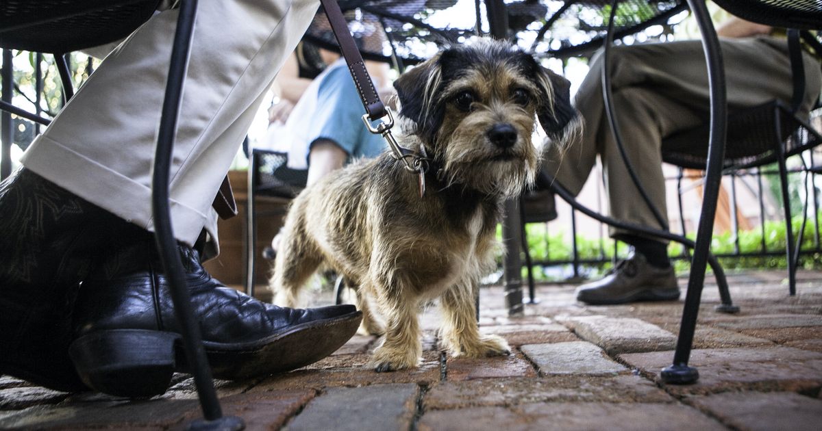 The ultimate guide to dog-friendly Houston | ManyPets