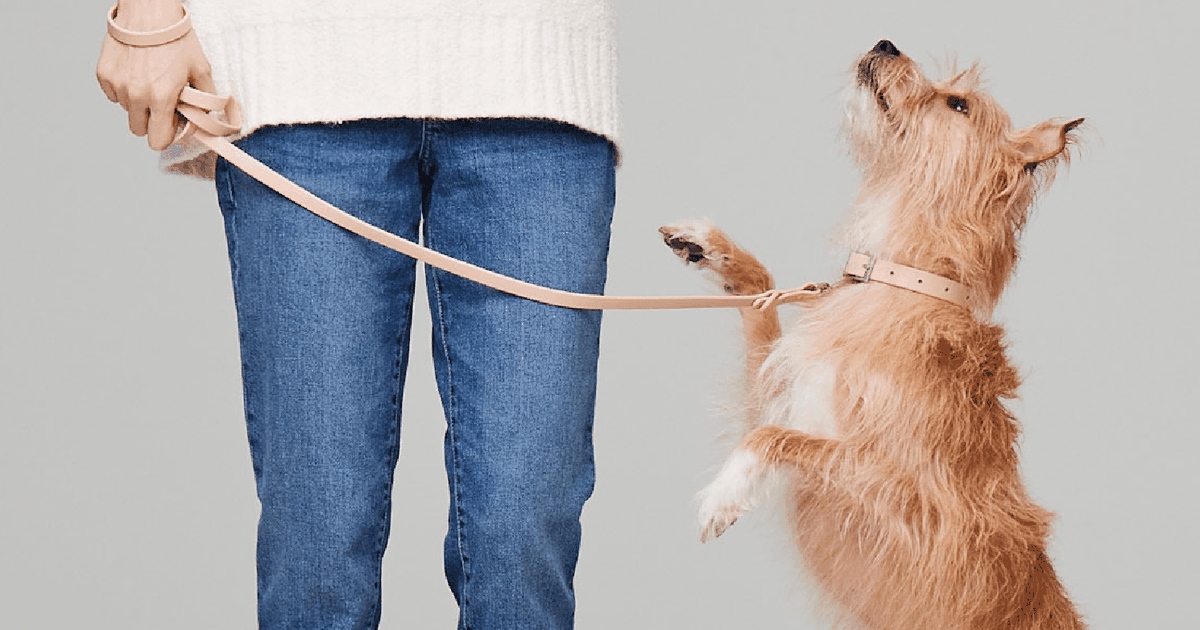Guide to Dog Walking and Leash Training | ManyPets