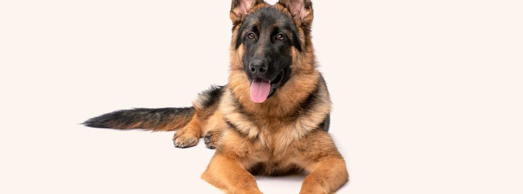 German Shepherd Dog Breed Information | ManyPets