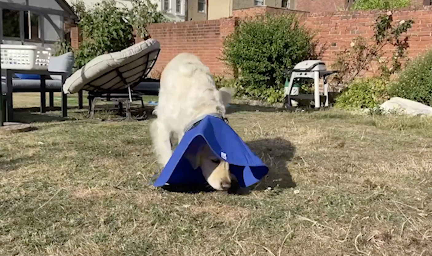 The best cat and dog cone alternatives | ManyPets