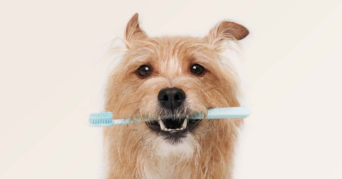 How to clean your pet's teeth | ManyPets
