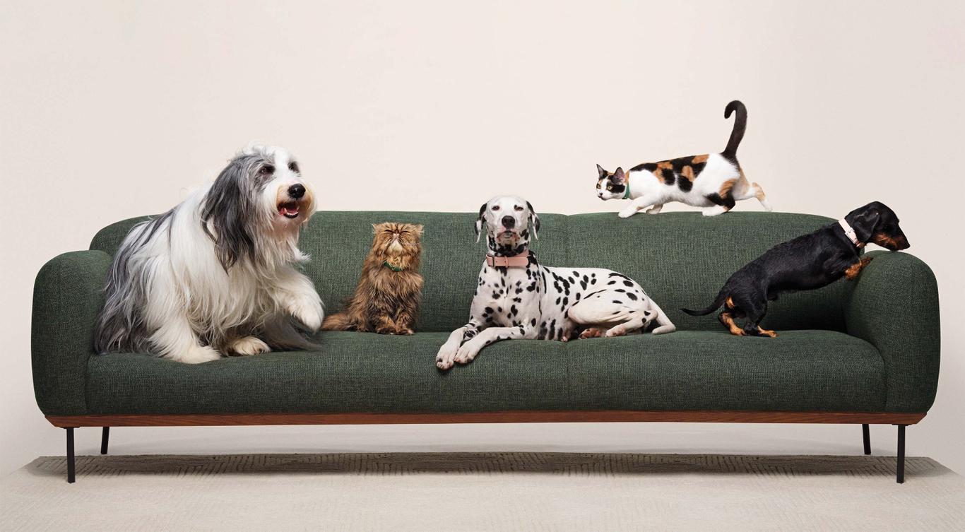 About ManyPets: our mission for pets and their parents | ManyPets