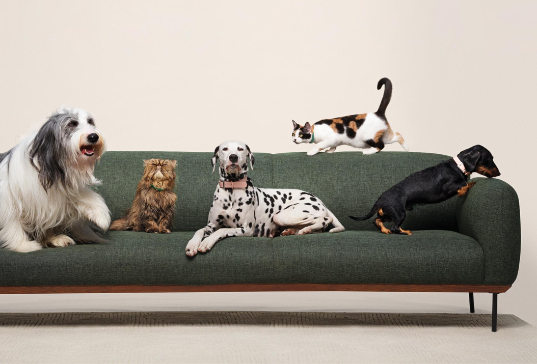 10 dog breeds that get along with cats | ManyPets