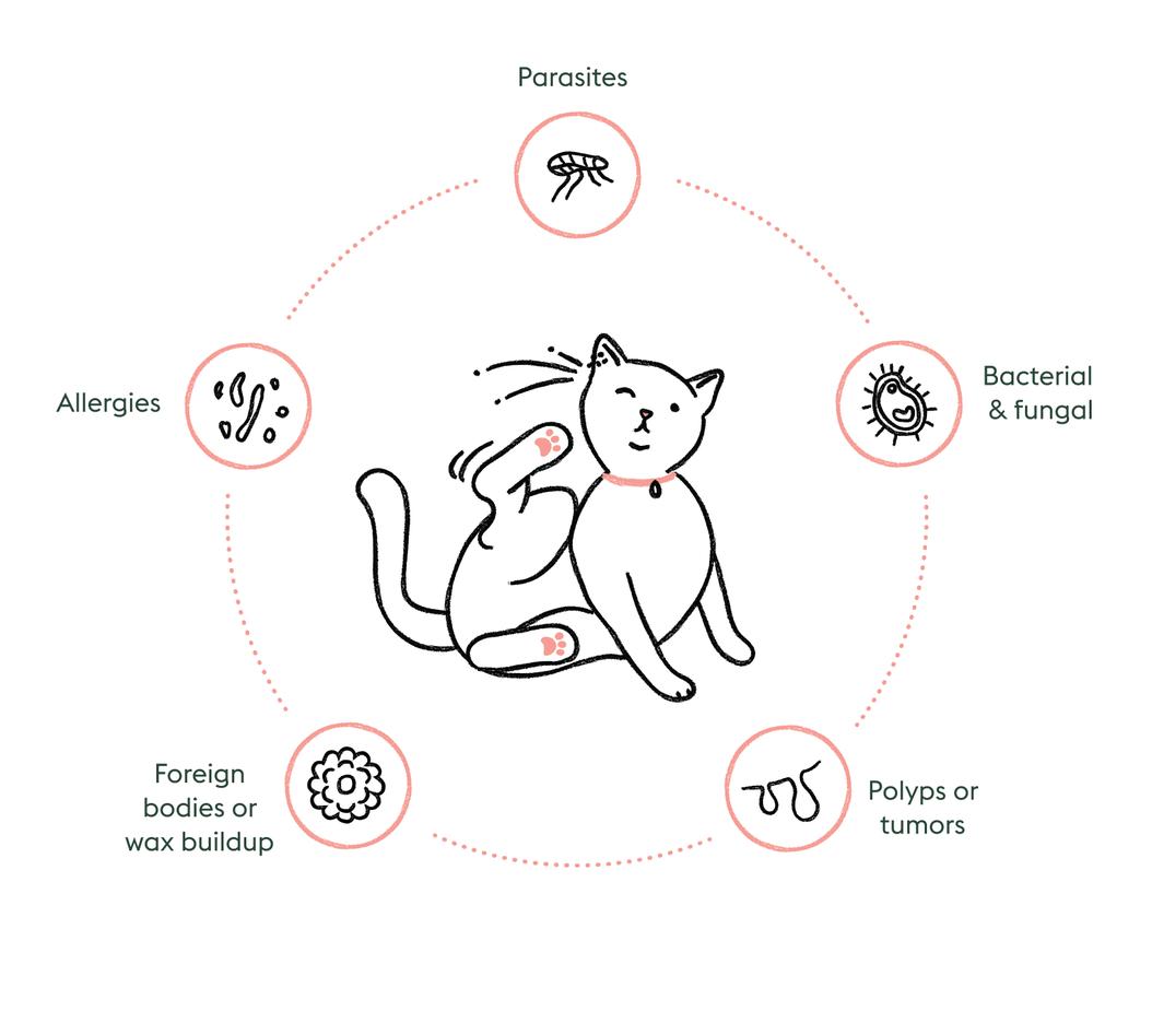 Ear Infections In Cats Causes Symptoms And How To Treat Them ManyPets
