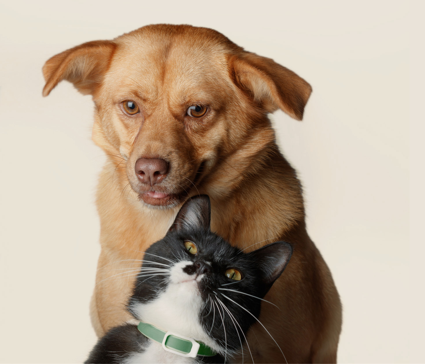 Pet insurance online: top-ranked pet health insurance | ManyPets