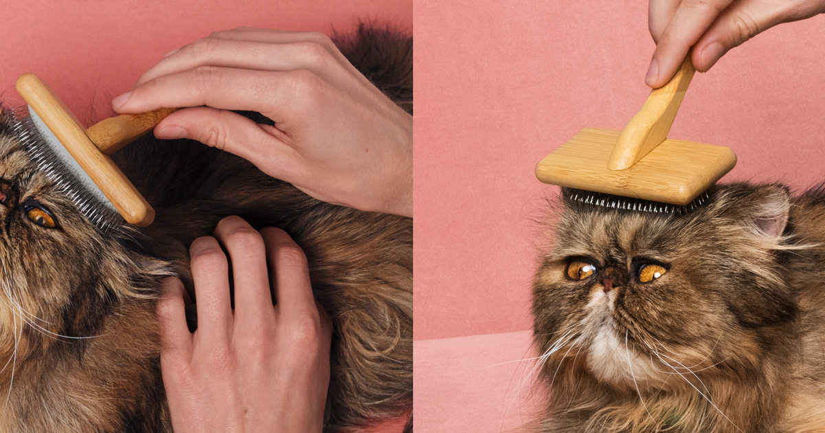 Cat grooming guide: from baths to nail trims | ManyPets