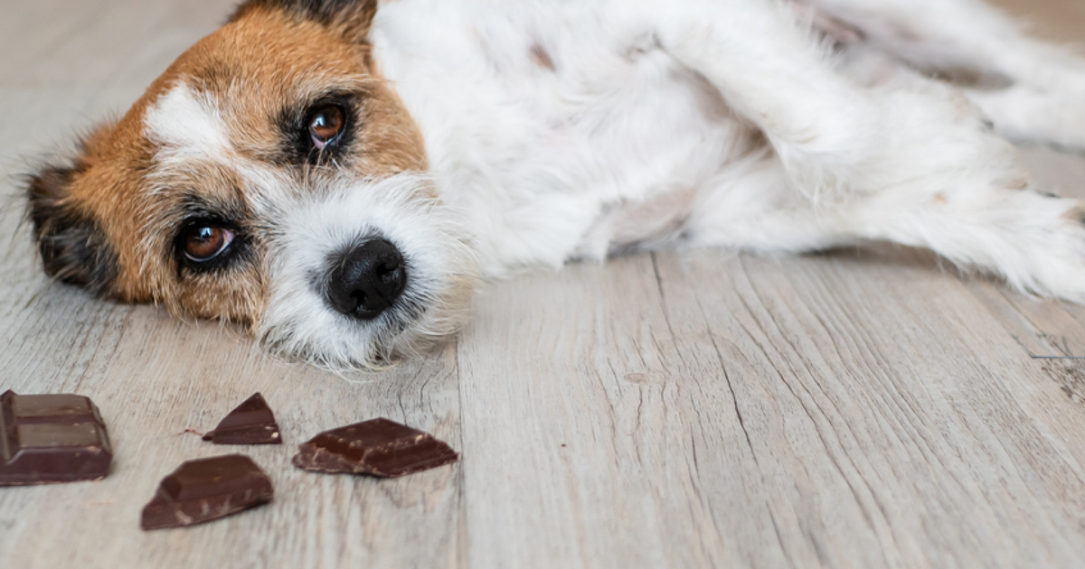 What to do if your cat or dog is poisoned | ManyPets