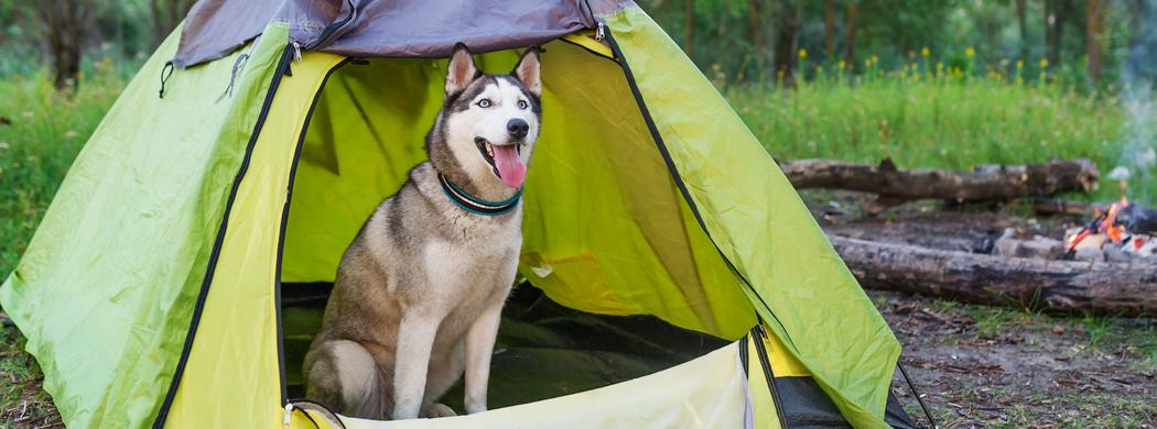 Camping with dogs? 11 tips to make your trip a success | ManyPets