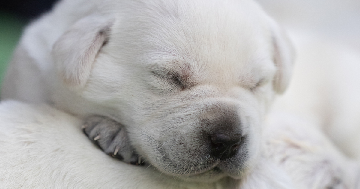 Somewhere over the rainbow bridge: Is now the right time for a new dog ...