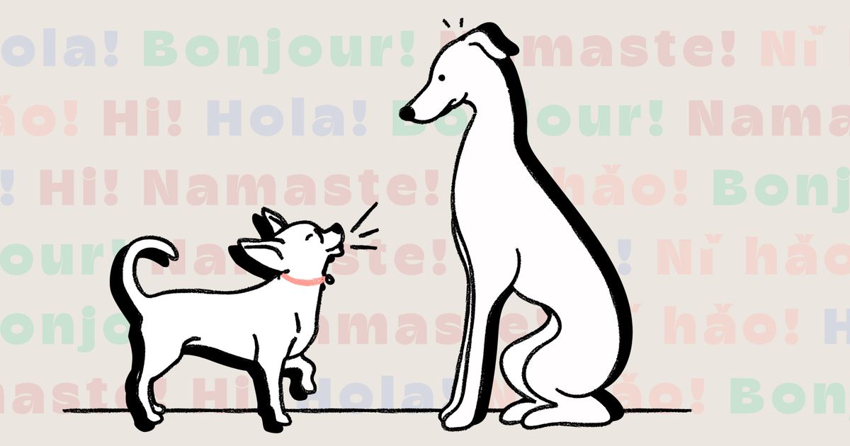 Can dogs truly understand each other? | ManyPets