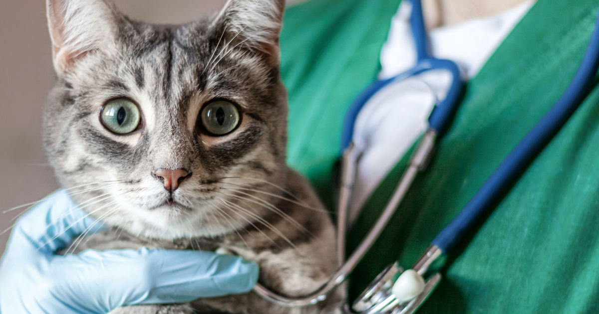 9 common cat illnesses and issues | ManyPets