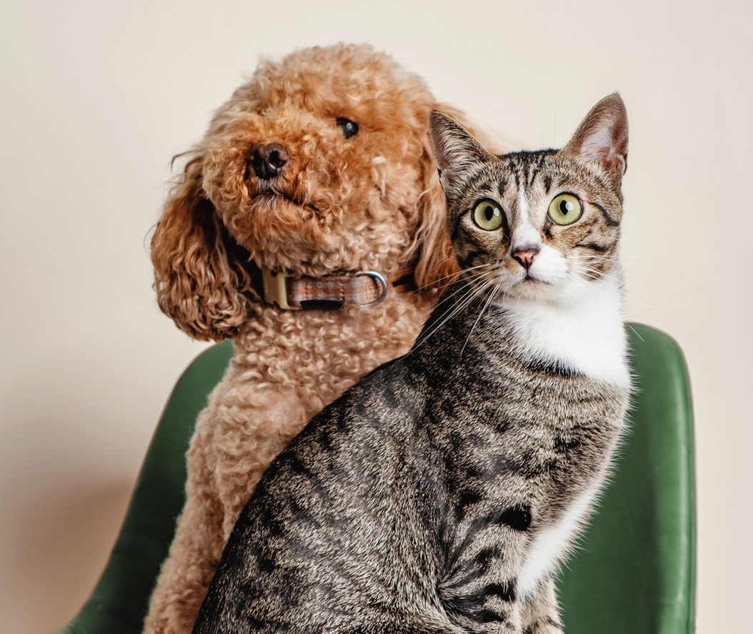 Understanding seizures in cats | ManyPets